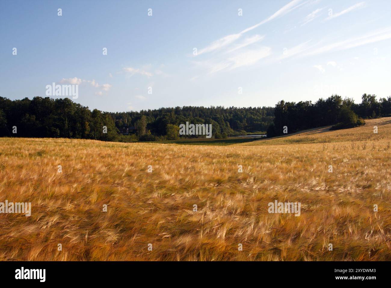 Various hymenoptera insects hi-res stock photography and images - Alamy