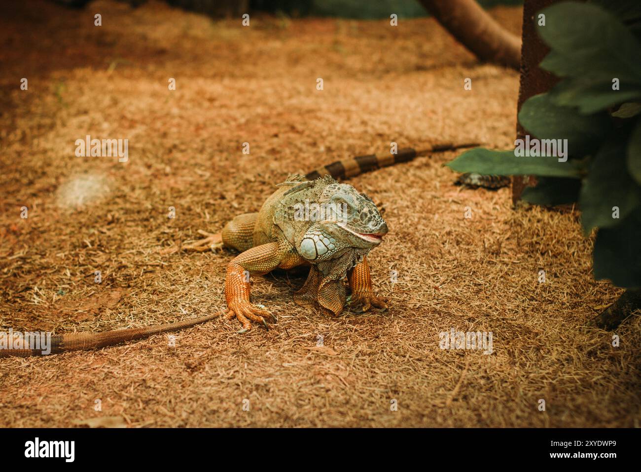 A close-up of an Iguana iguana basking in the sun, showcasing its ...
