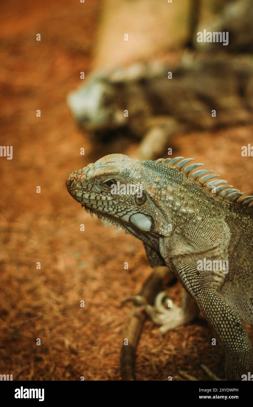 Rugged scales hi-res stock photography and images - Alamy