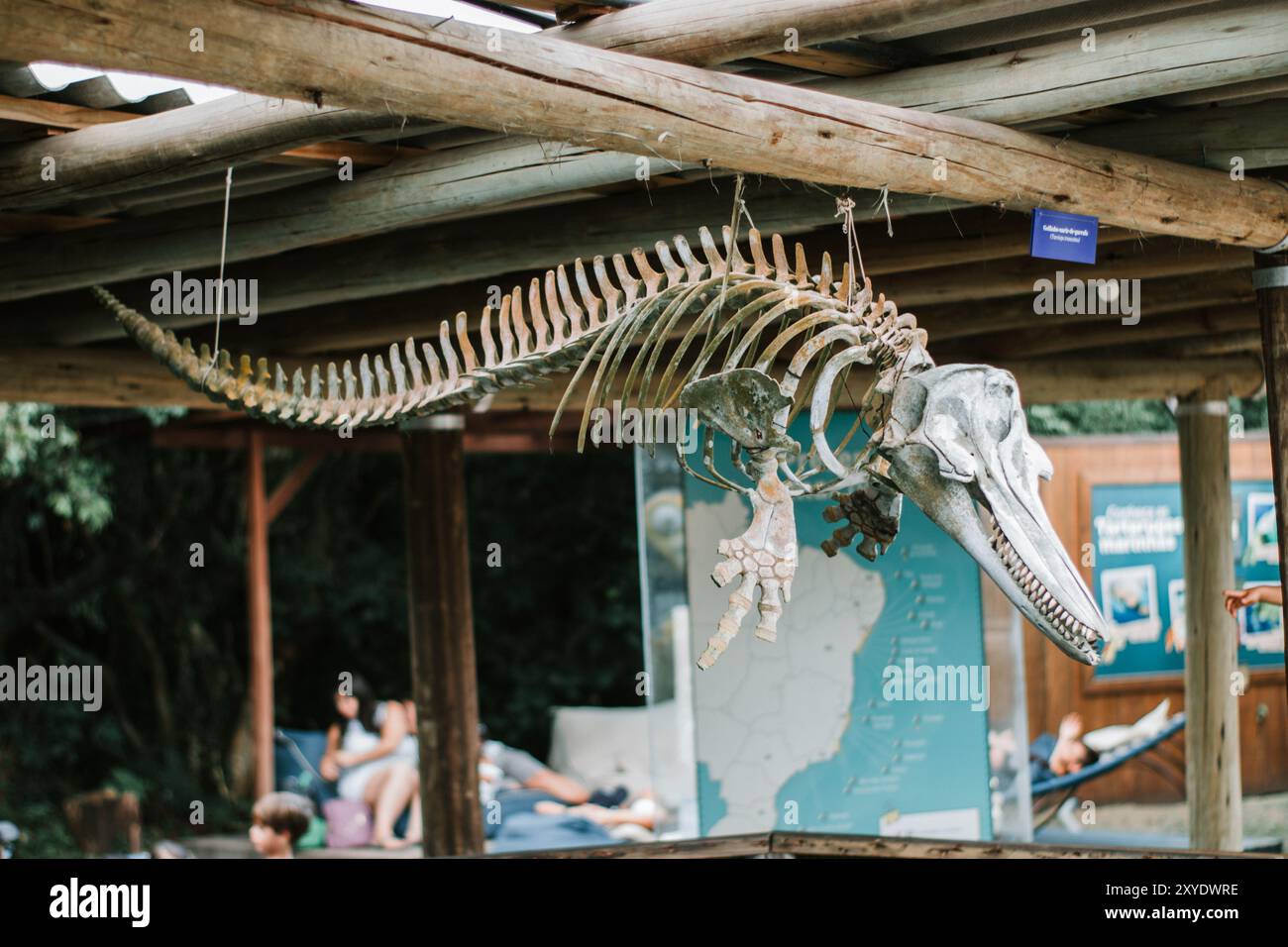 Preserved skeleton of a bottlenose dolphin, intricately detailed and ...