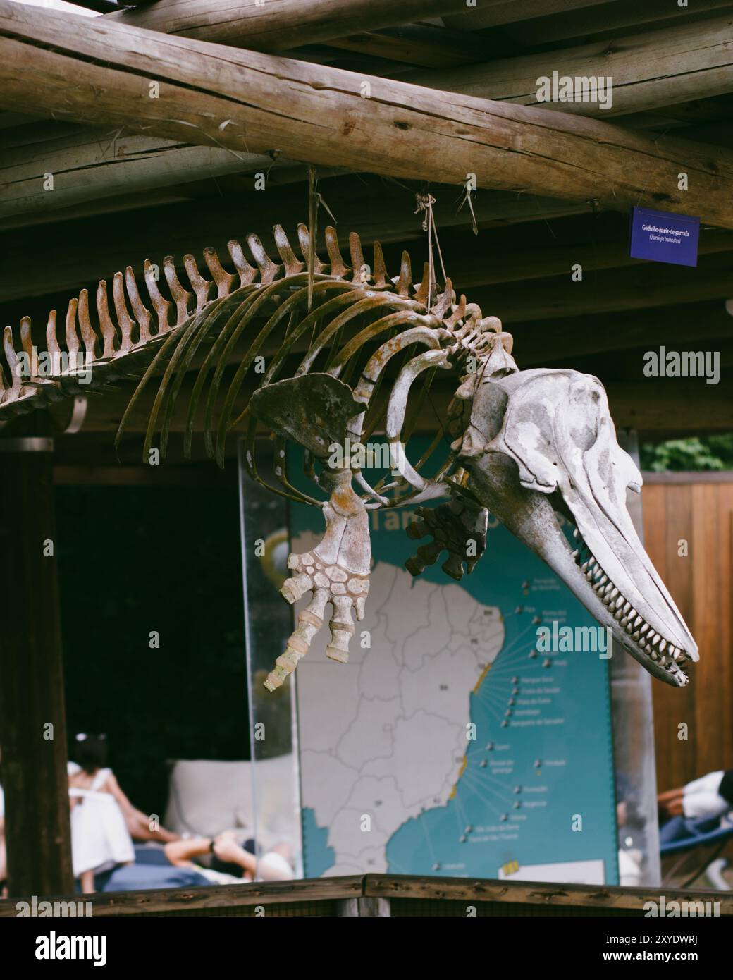 Preserved skeleton of a bottlenose dolphin, intricately detailed and ...