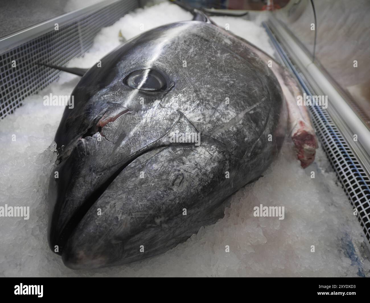 Tuna, bluefin tuna or bluefin tuna Stock Photo - Alamy