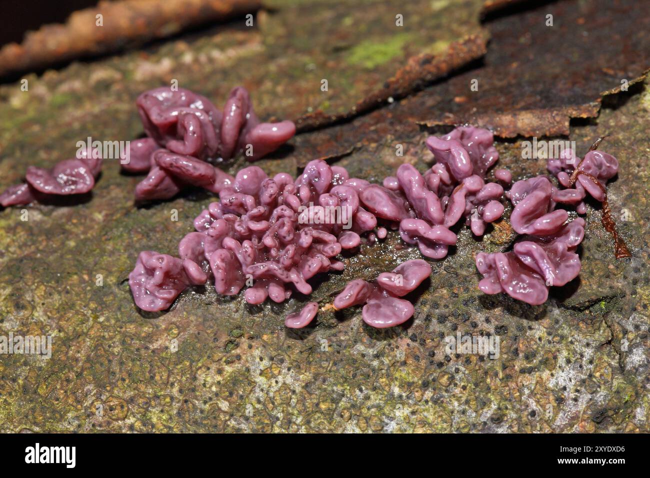 Jelly drops fungi hi-res stock photography and images - Alamy