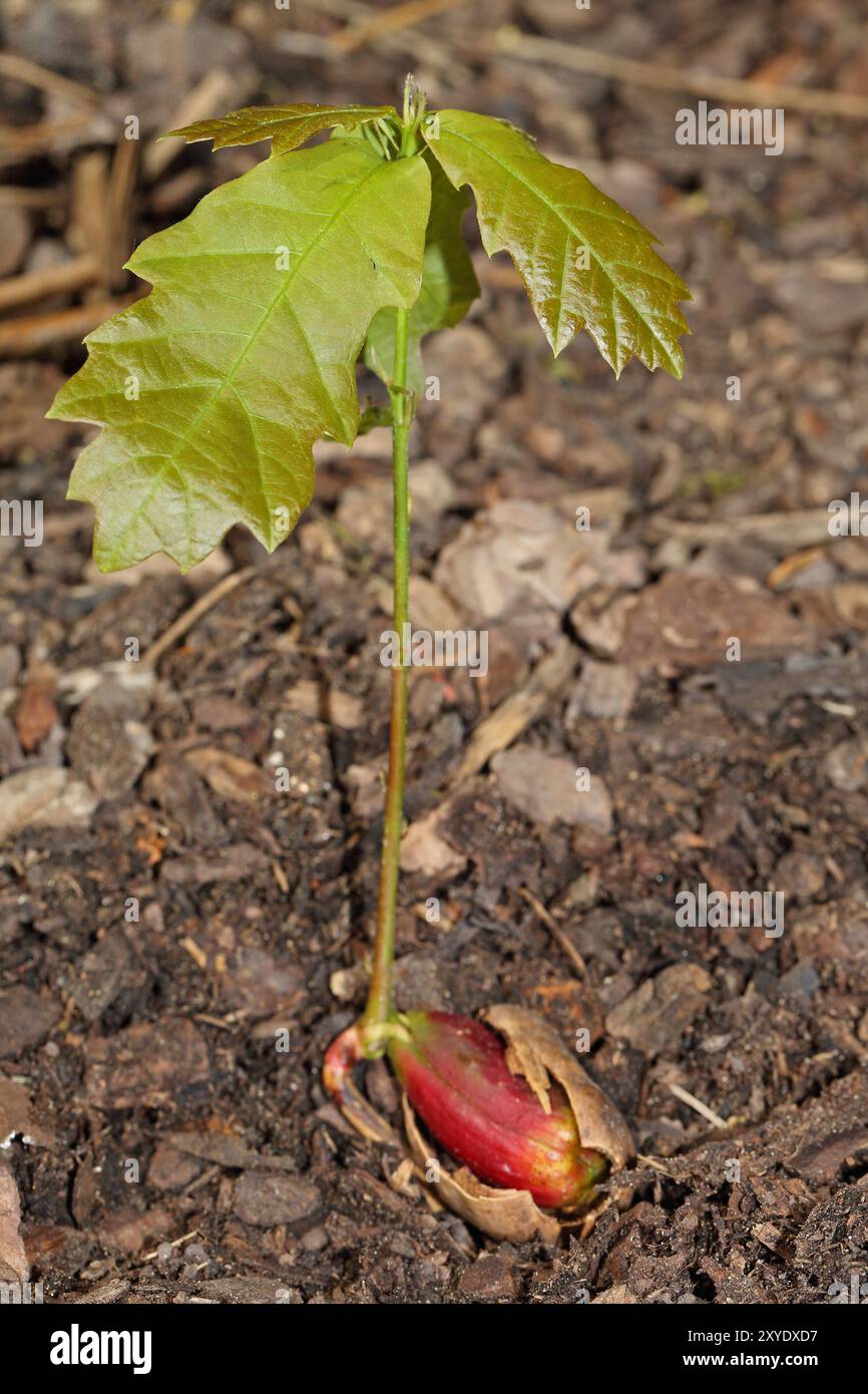 Botany trees fagaceae oak hi-res stock photography and images - Alamy