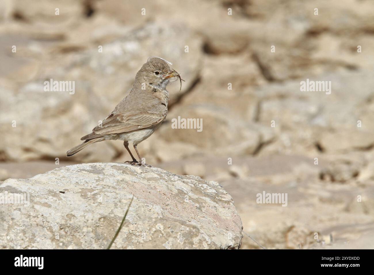 Builds nest in rock crevices or burrows hi-res stock photography and ...