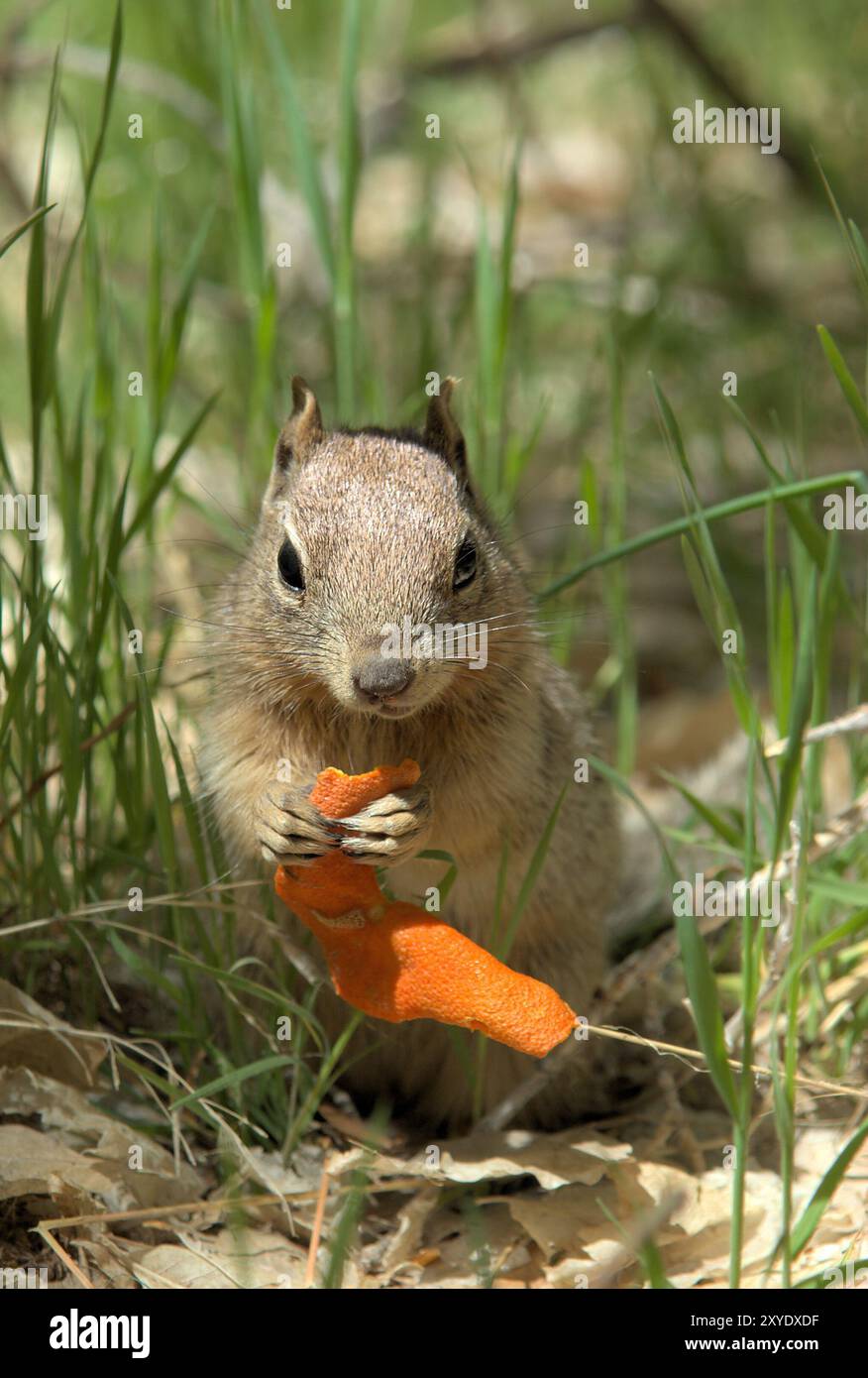 Californian tourist sights hi-res stock photography and images - Alamy