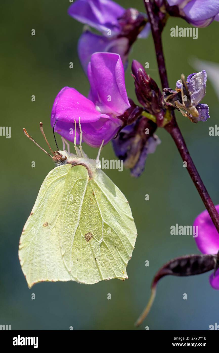 Lemon butterfly on the helmet bean Stock Photo - Alamy