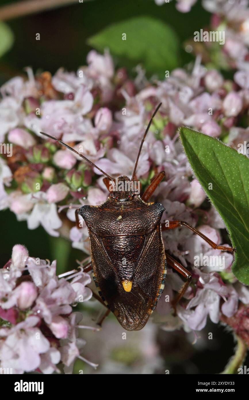 Red-legged tree bug Stock Photo - Alamy