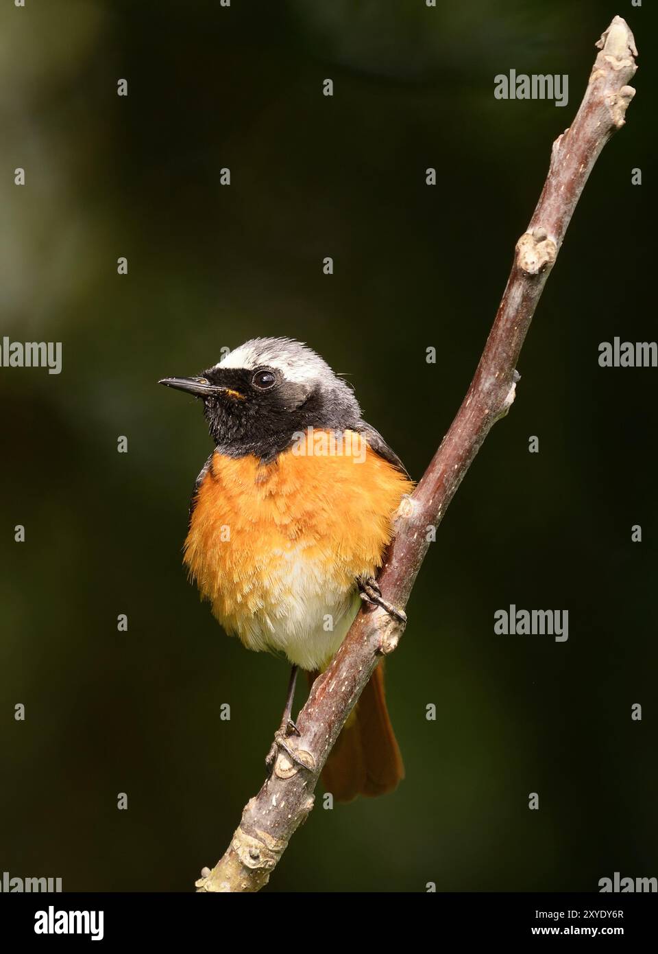 Juvenile male redstart hi-res stock photography and images - Alamy