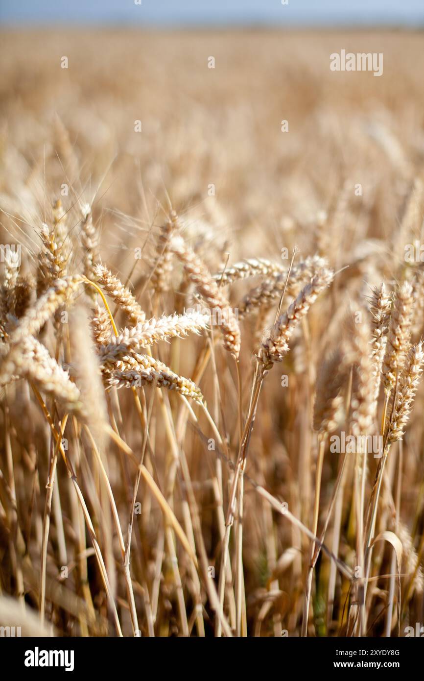 Ear in the wheatfield triticum hi-res stock photography and images - Alamy