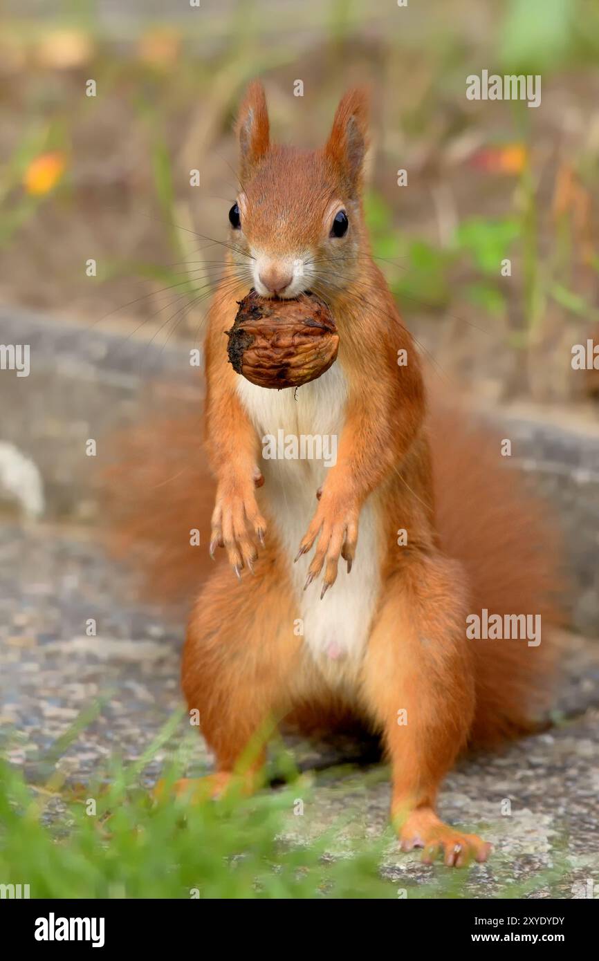 Squirrel with walnut Stock Photo - Alamy