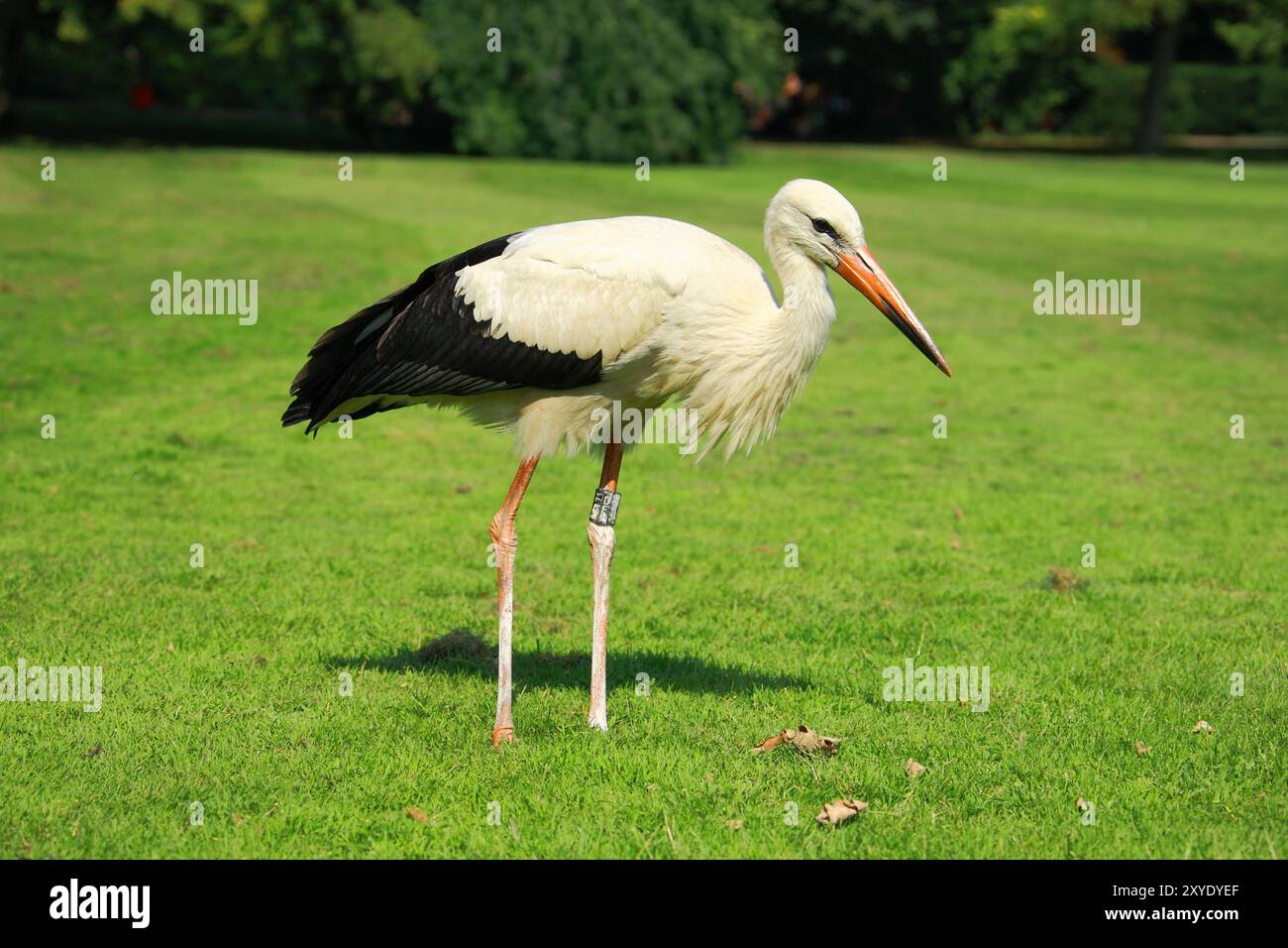 White stork in the meadow Stock Photo - Alamy