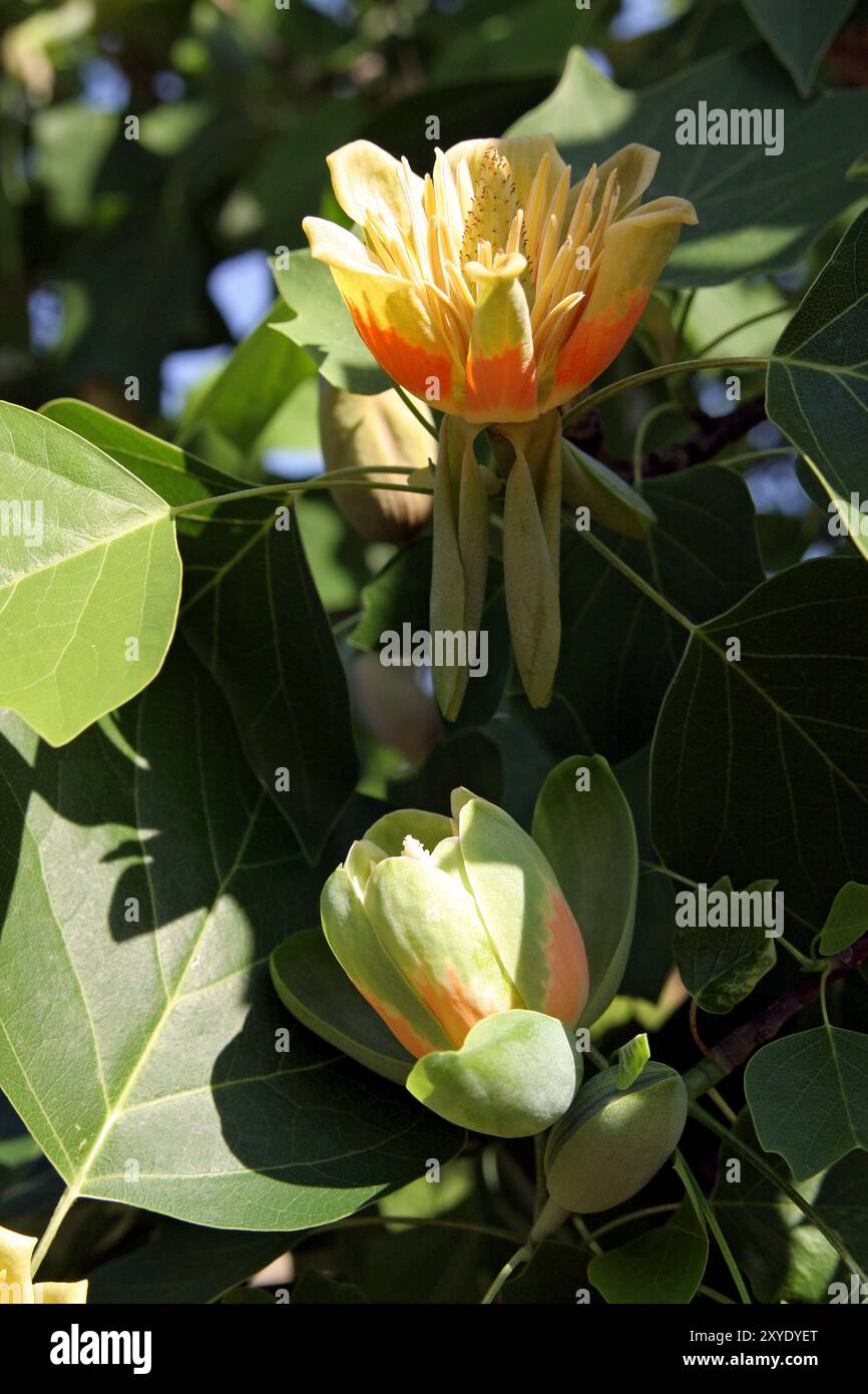 American tulip maple liriodendron tulipifera hi-res stock photography ...