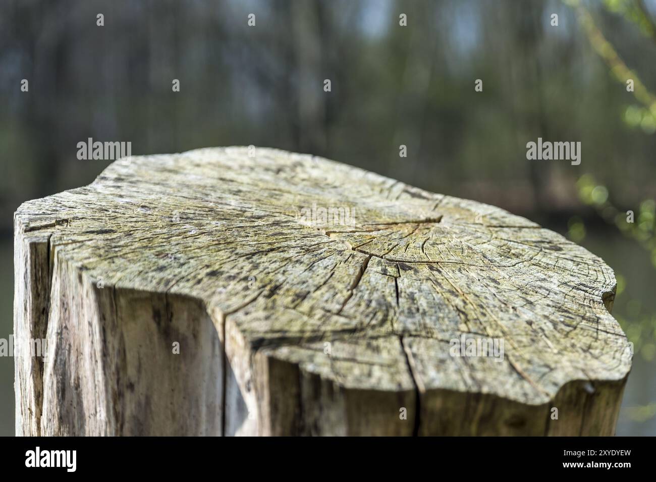 Tree stump sawn off at an angle Stock Photo - Alamy