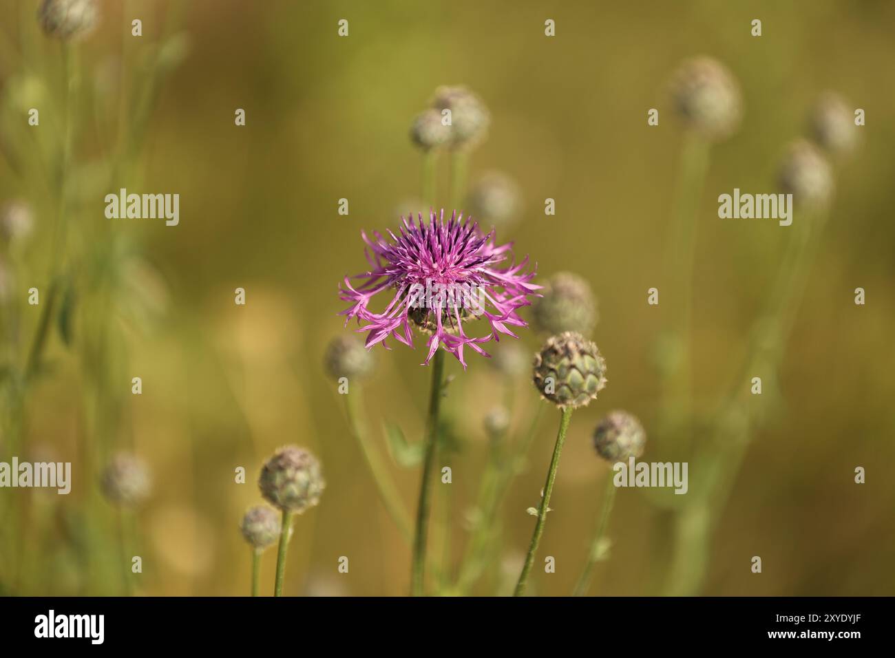 The flower of a greater knapweed plant on a summery meadow Stock Photo ...