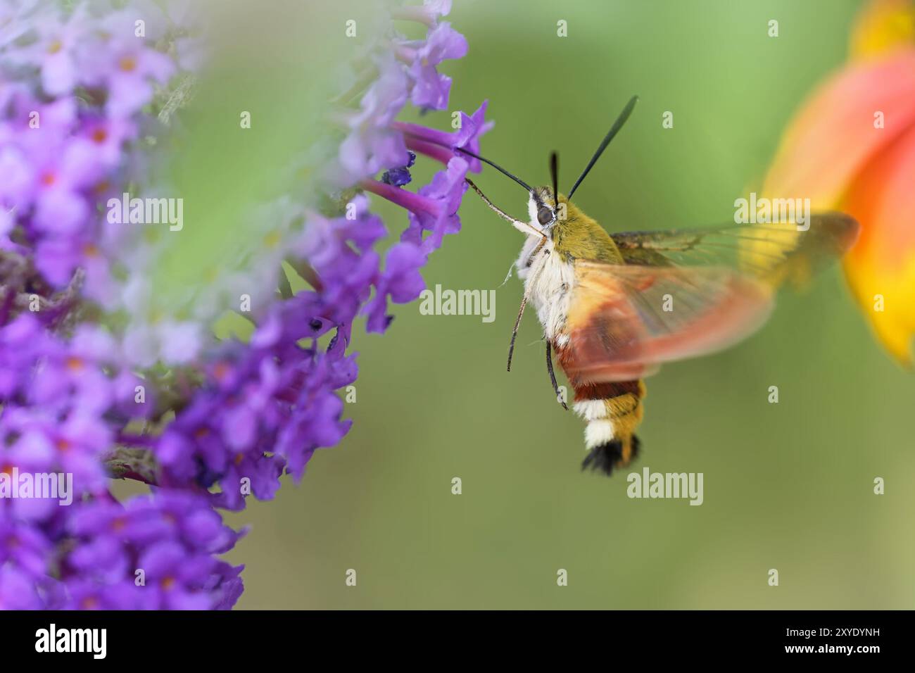 Bumblebee moths hi-res stock photography and images - Alamy