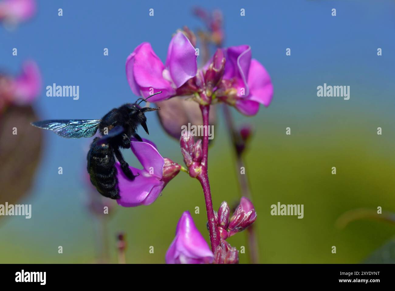 Large wood bee on the helmet bean Stock Photo - Alamy