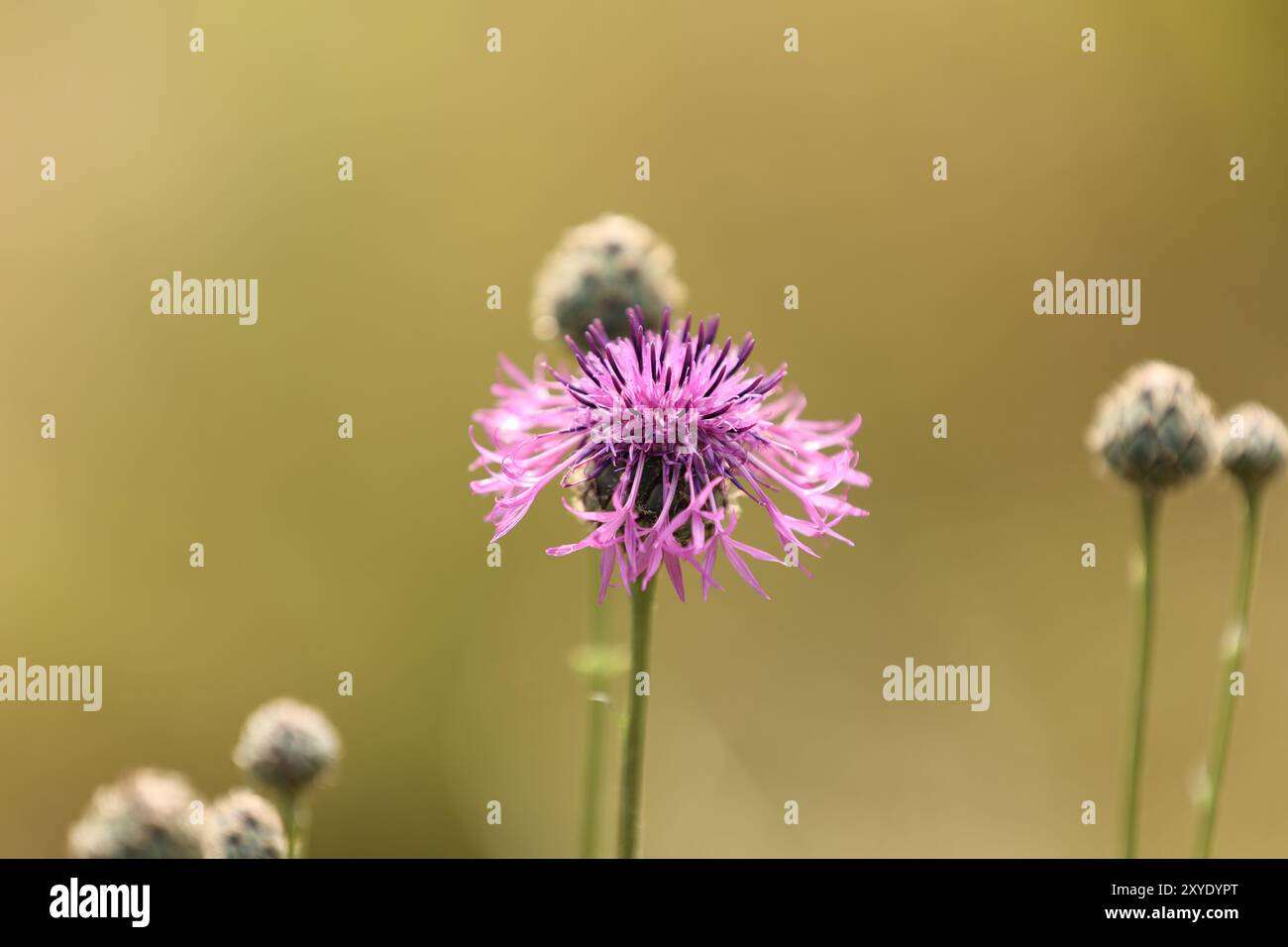 The flower of a greater knapweed plant on a summery meadow Stock Photo ...
