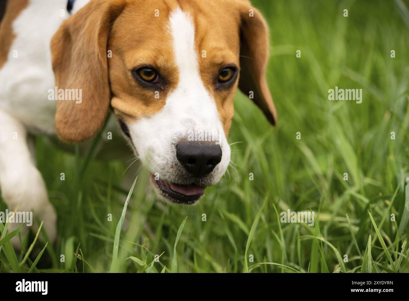 Portrait of beagle dog hi-res stock photography and images - Alamy