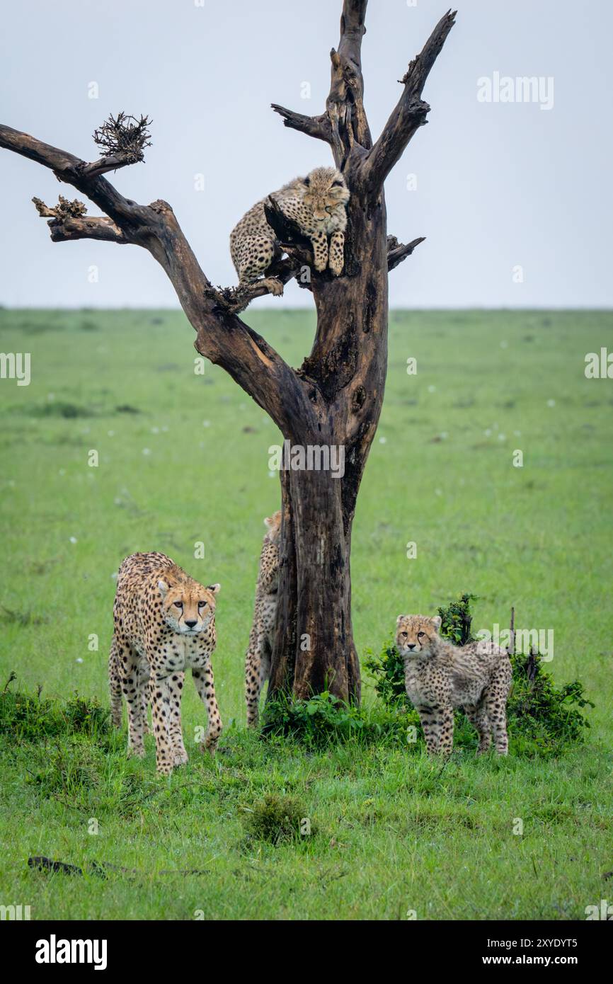 Cheetah cub in tree watches family below Stock Photo - Alamy