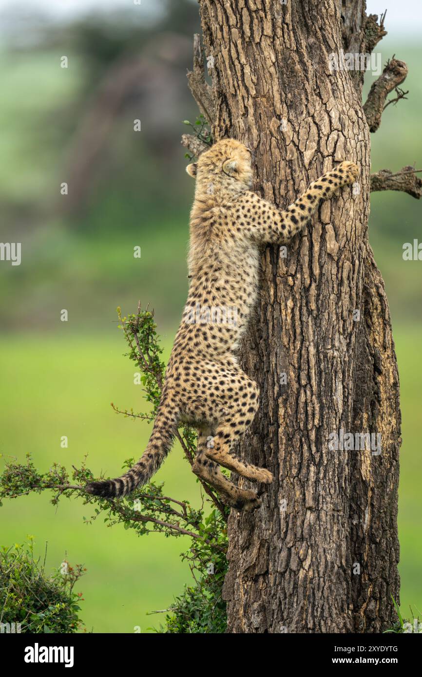 Cheetah vertical shot hi-res stock photography and images - Alamy