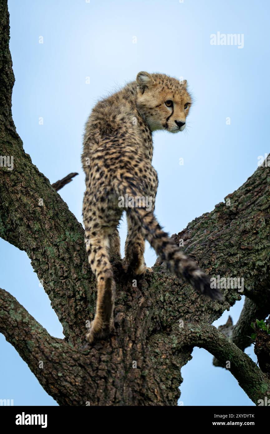 Cheetah cub in tree fork looking round Stock Photo - Alamy
