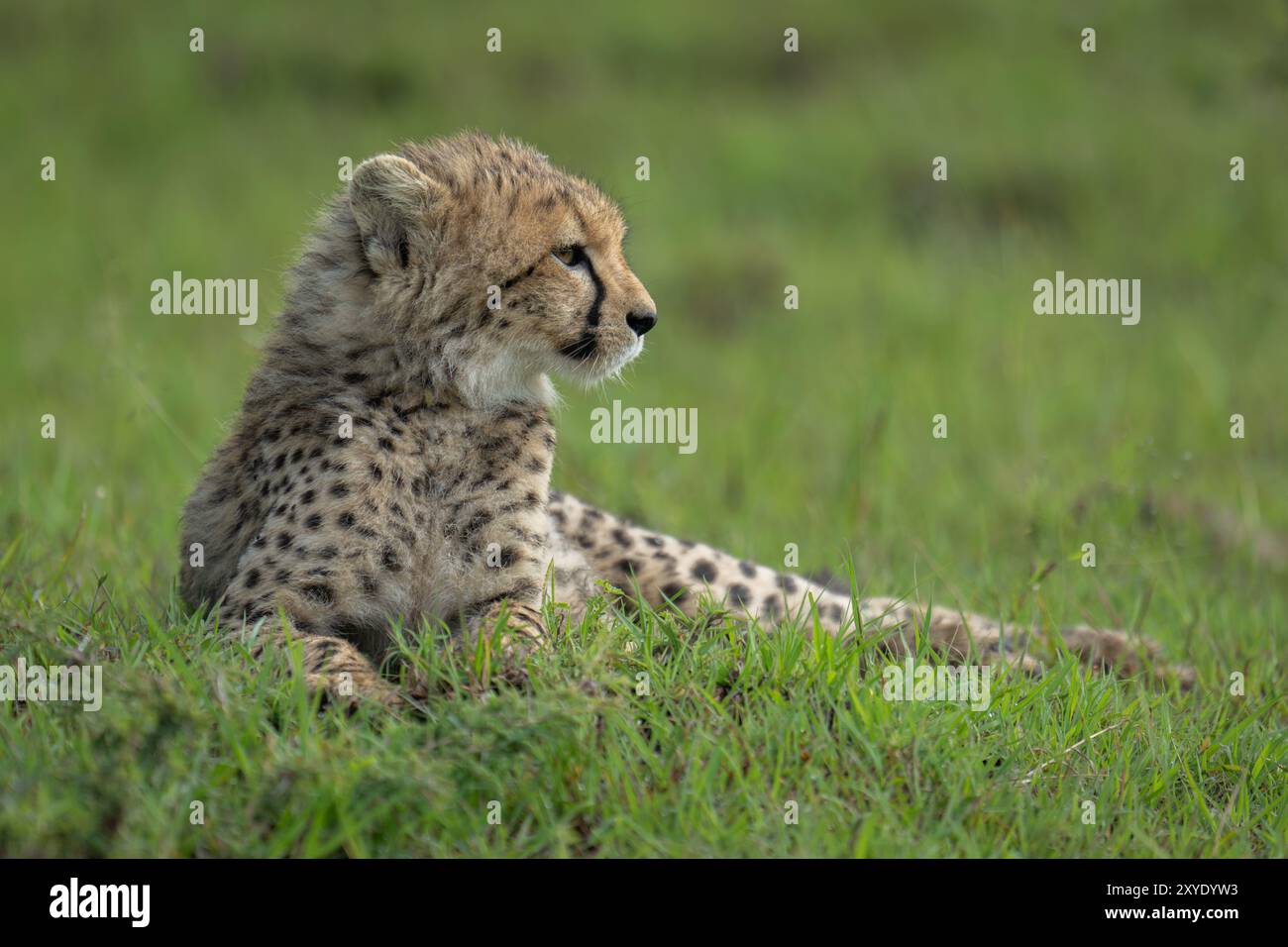 Cheetah cub lies turning head on grass Stock Photo - Alamy