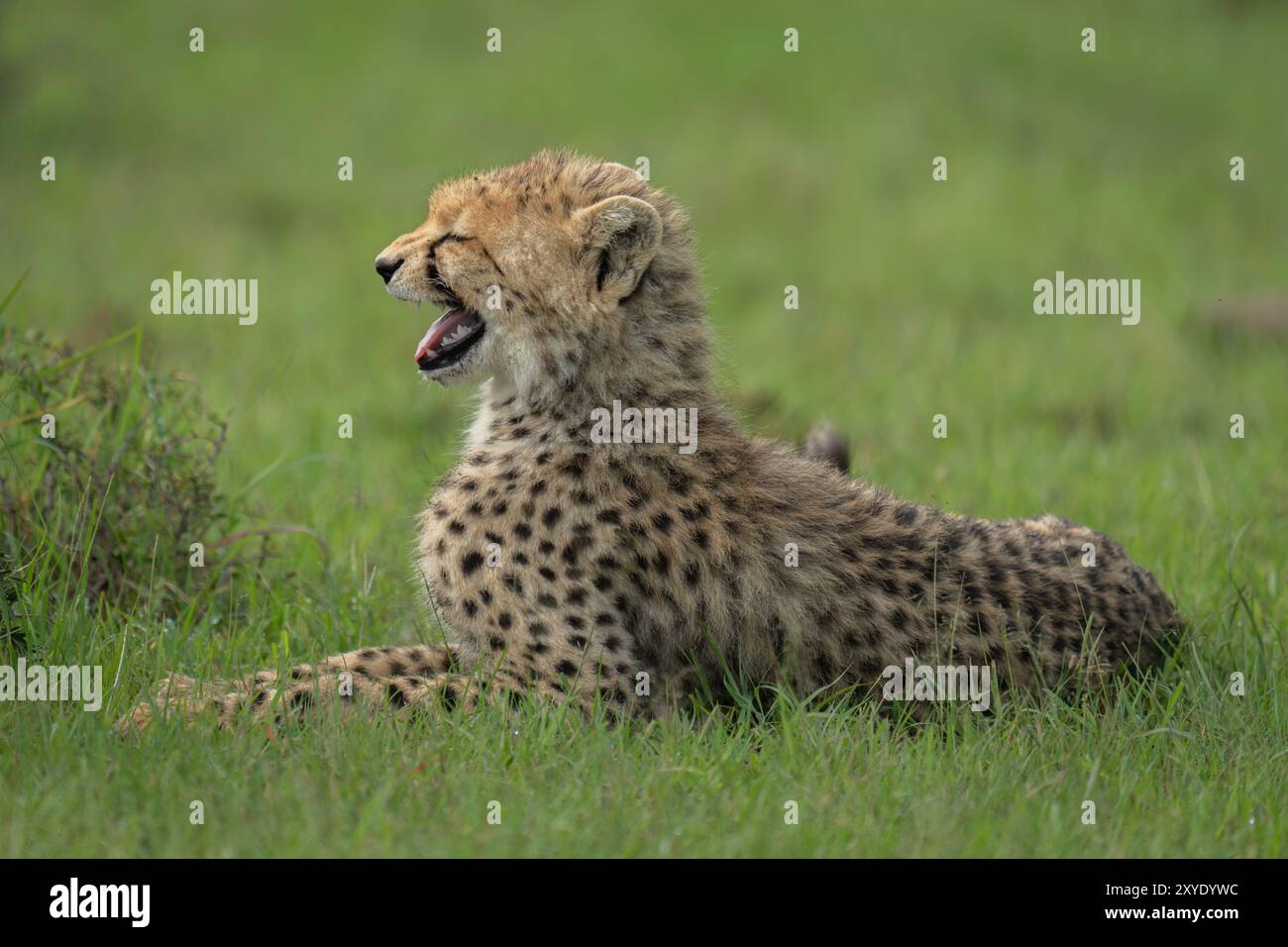 Cheetah lying down yawning hi-res stock photography and images - Alamy