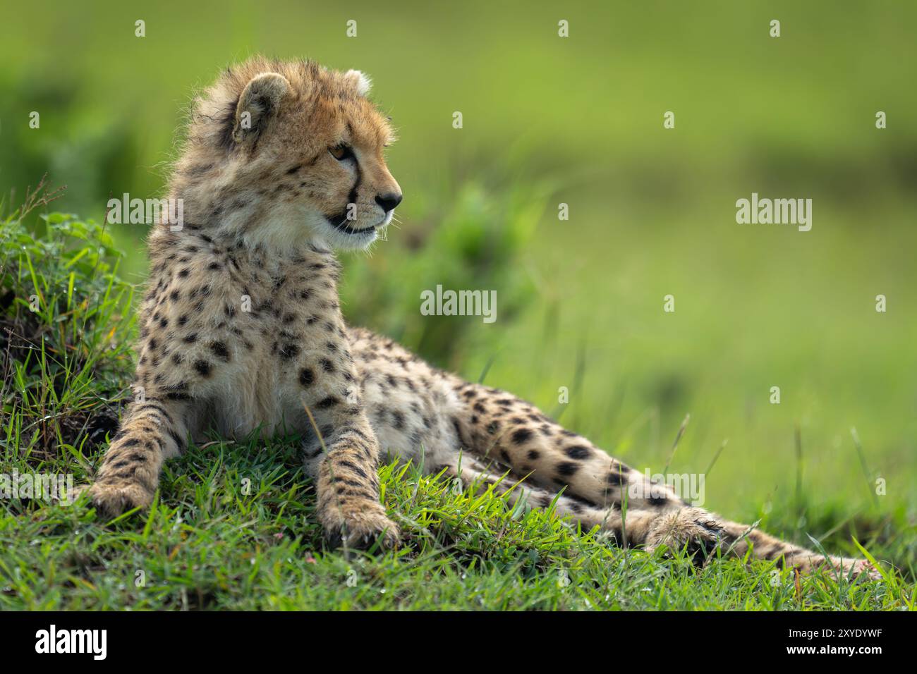 Cheetah cub lies on mound looking round Stock Photo - Alamy