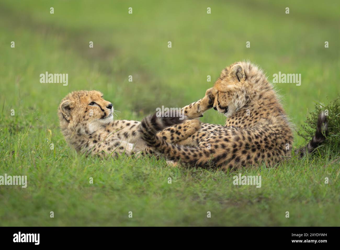 Cheetah cub lies slapping another in face Stock Photo - Alamy