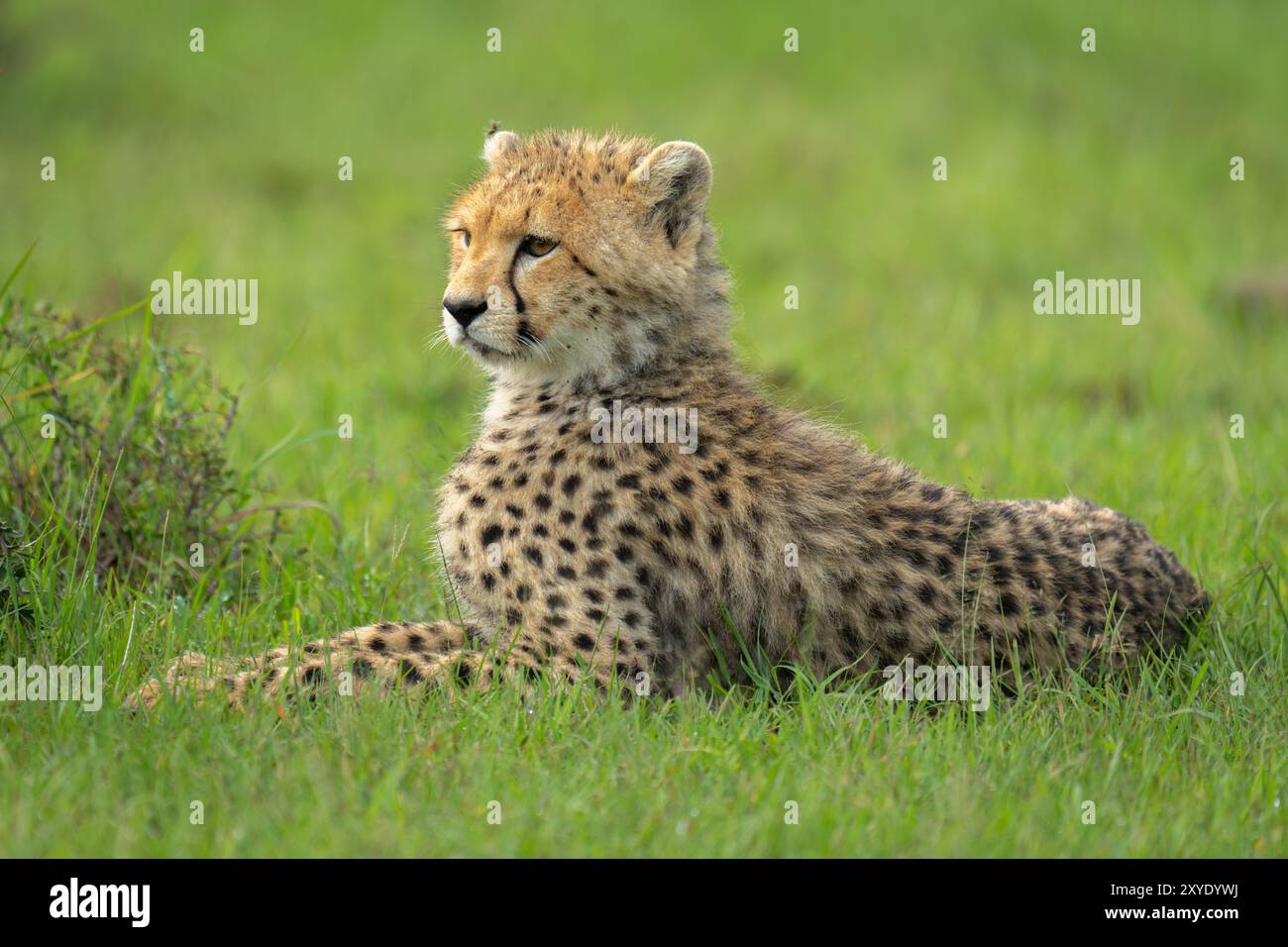 Cheetah cub lying on grass near bush Stock Photo - Alamy