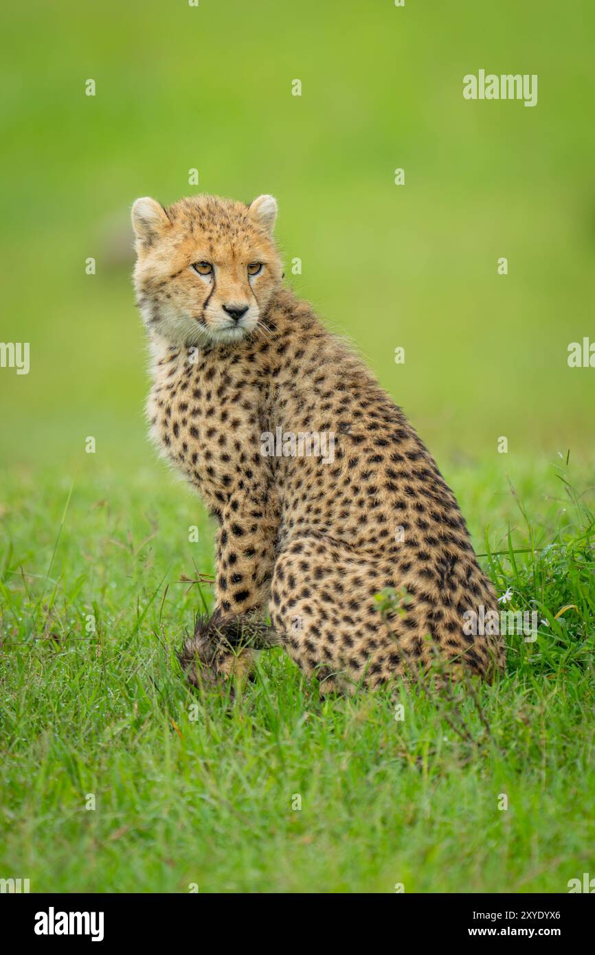 Cheetah cub sat in grass looking round Stock Photo - Alamy