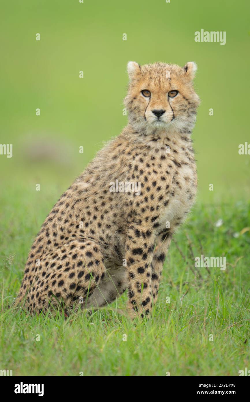 Cheetah cub sat in grass turning head Stock Photo - Alamy