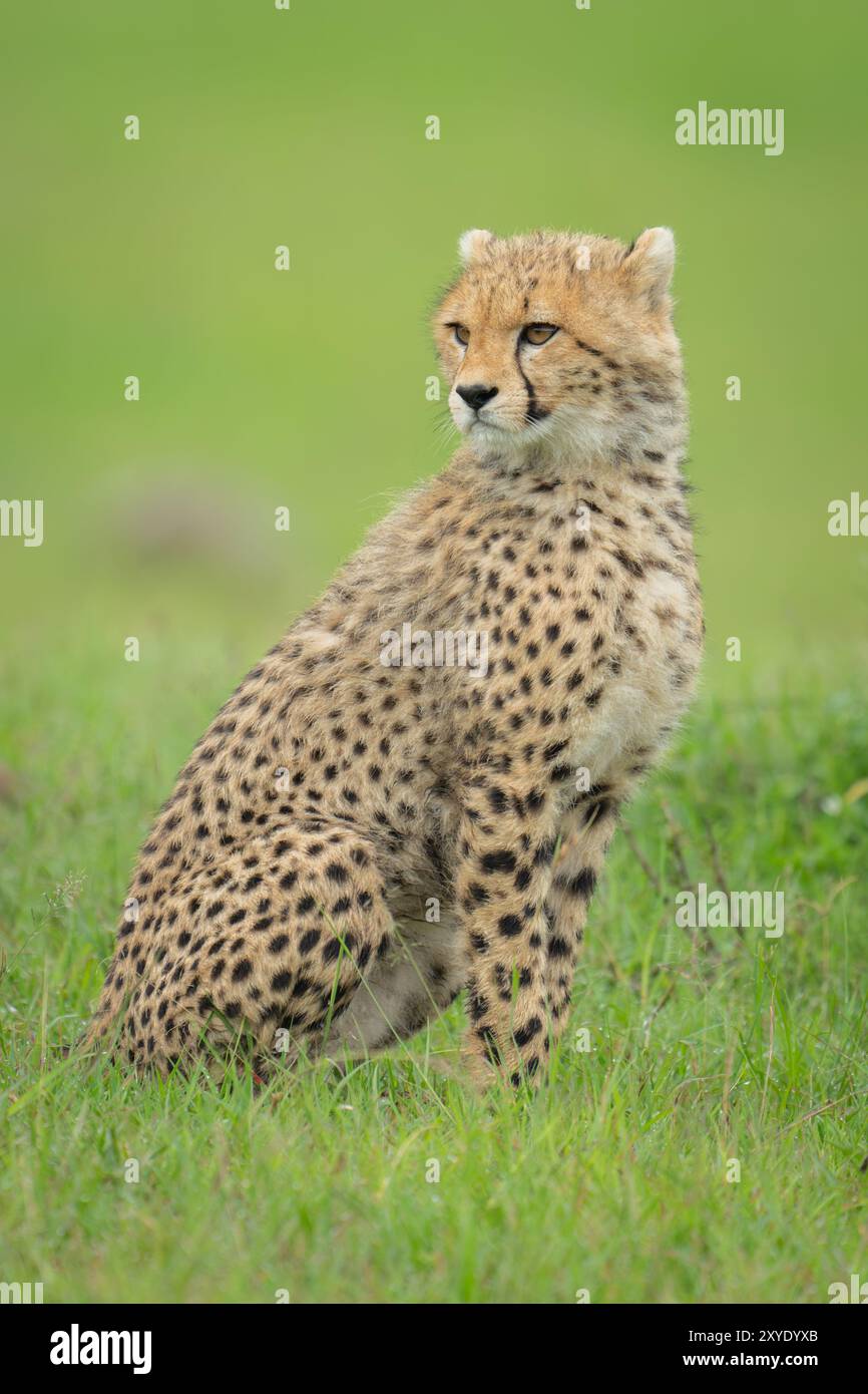 Cheetah cub sat turning head in grass Stock Photo - Alamy