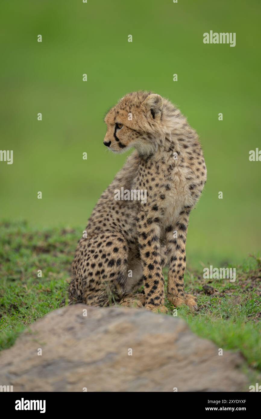 Cheetah cub sits by rock turning head Stock Photo - Alamy