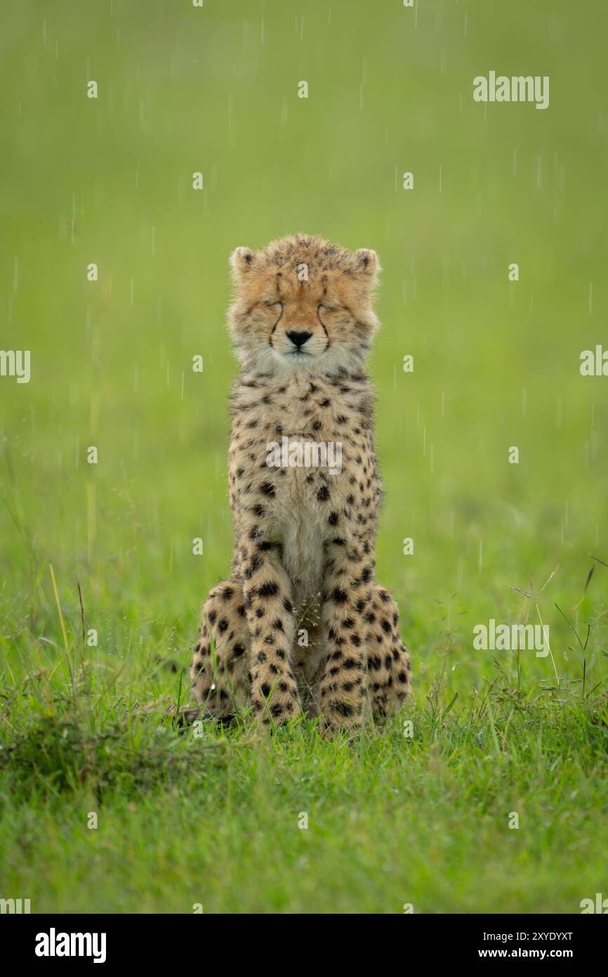 Cheetah cub sits closing eyes in rain Stock Photo - Alamy