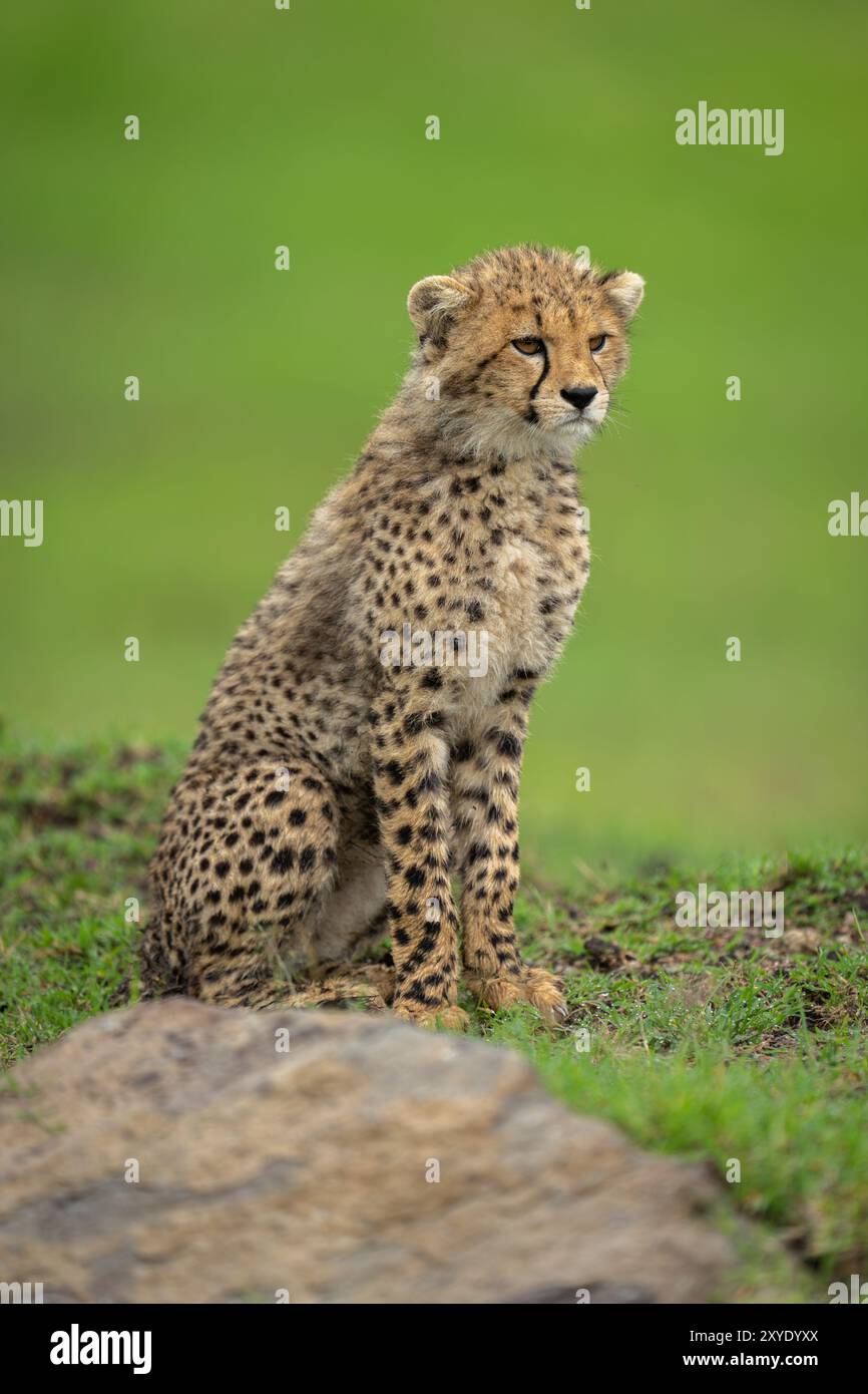 Cheetah cub sits by rock on ridge Stock Photo - Alamy