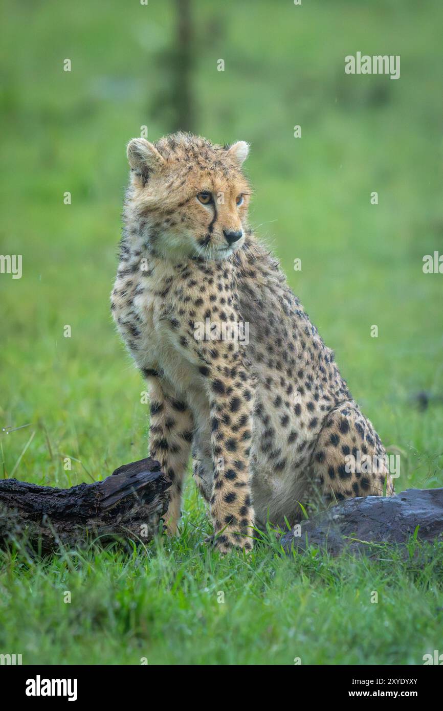 Cheetah cub sits near log and rock Stock Photo - Alamy