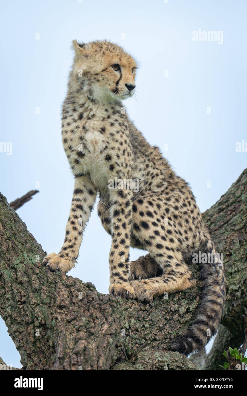 Cheetah cub sits in tree turning head Stock Photo - Alamy