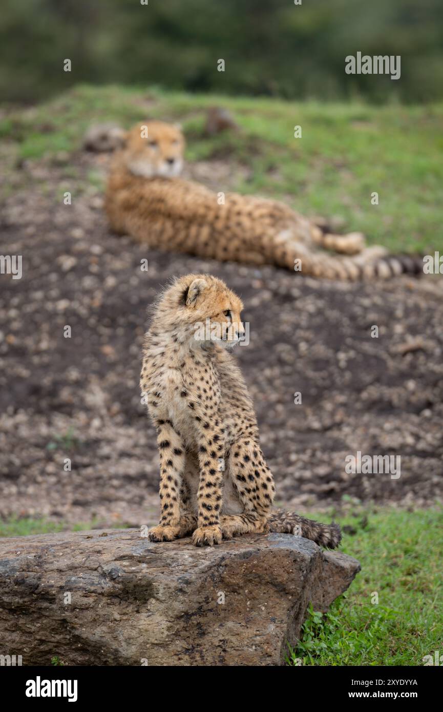 Cheetah cub sits on rock by mother Stock Photo - Alamy