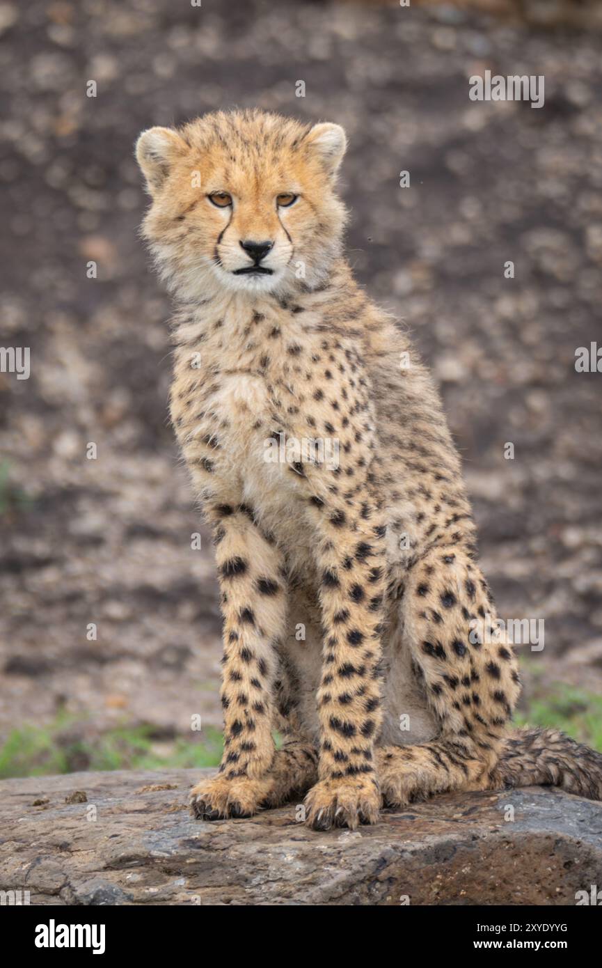 Cheetah cub sits on rock turning head Stock Photo - Alamy