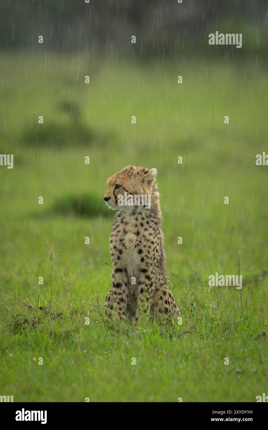 Cheetah cub in rain hi-res stock photography and images - Alamy