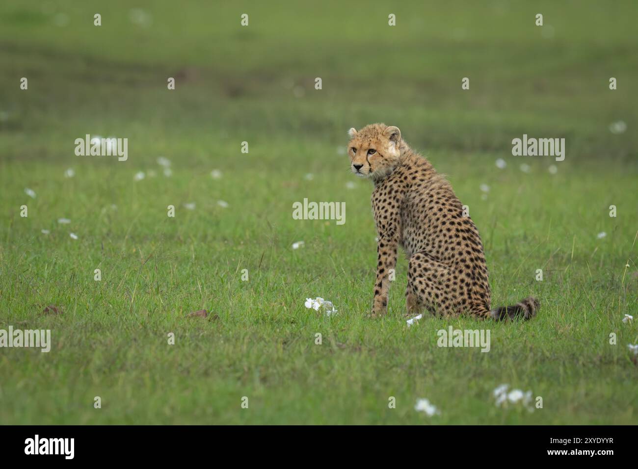 Cheetah cub sits on grass looking round Stock Photo - Alamy