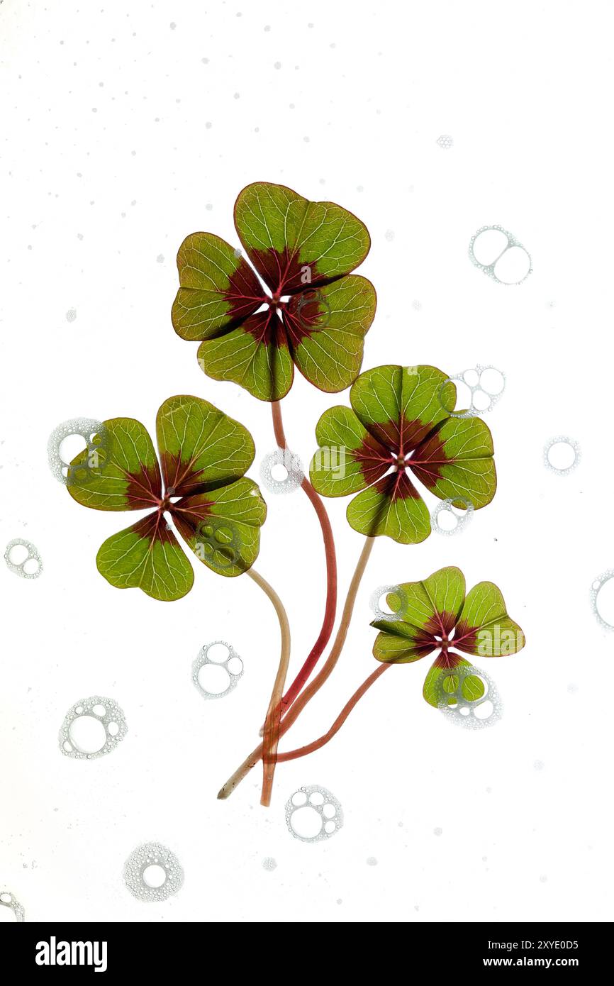 Four-leaf clovers on a white background Stock Photo - Alamy