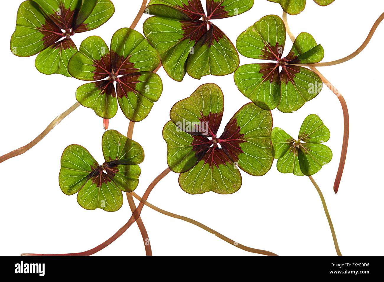 Four-leaf clovers on a white background Stock Photo - Alamy