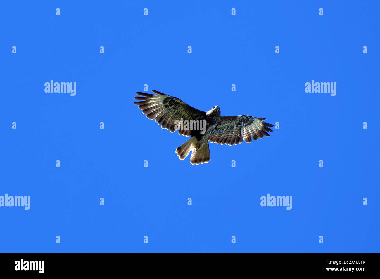 Common buzzard in flight Stock Photo - Alamy