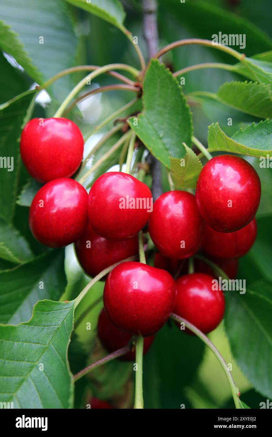 Sour cherry red dwarf hi-res stock photography and images - Alamy