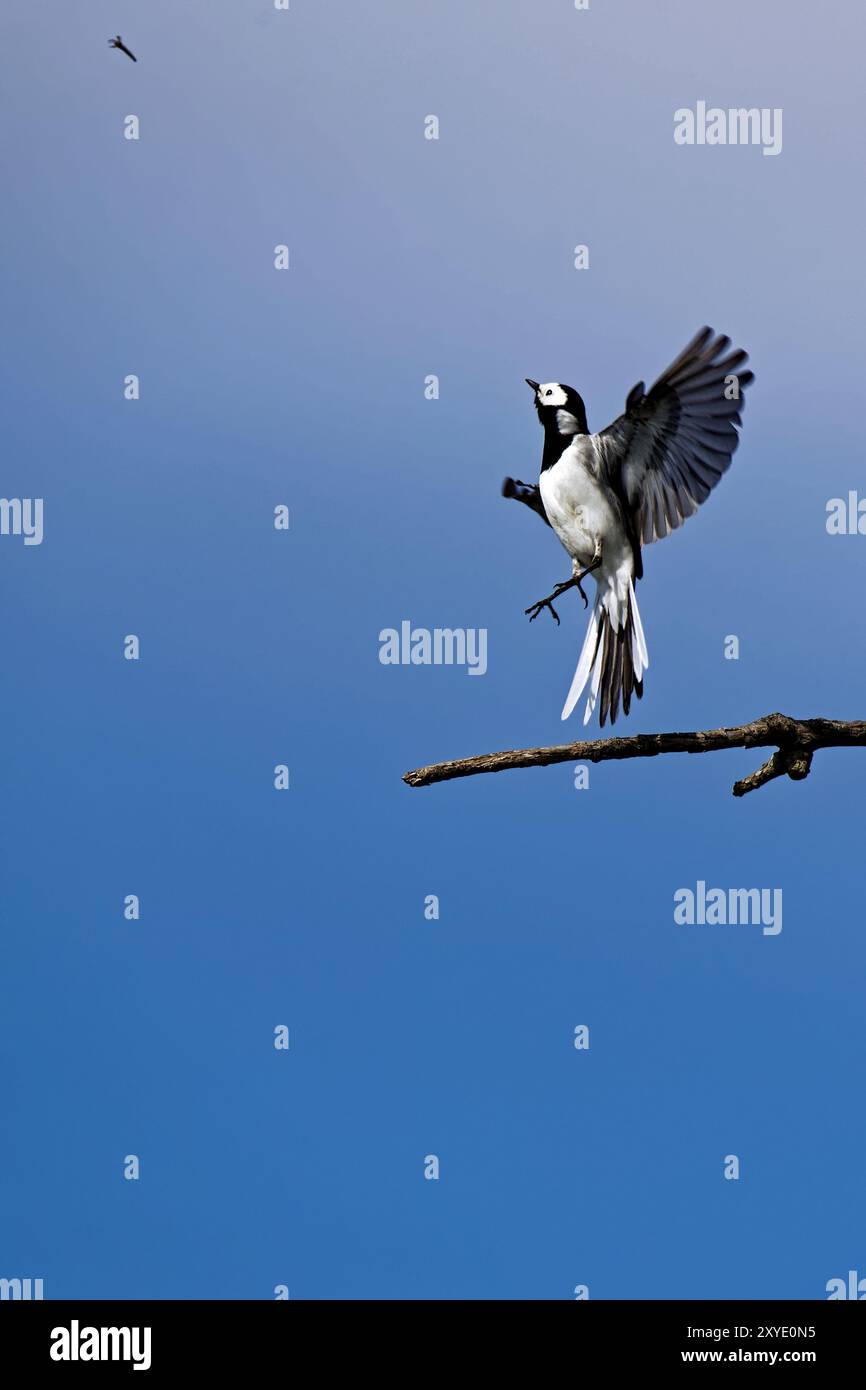 Snatching insects hi-res stock photography and images - Alamy