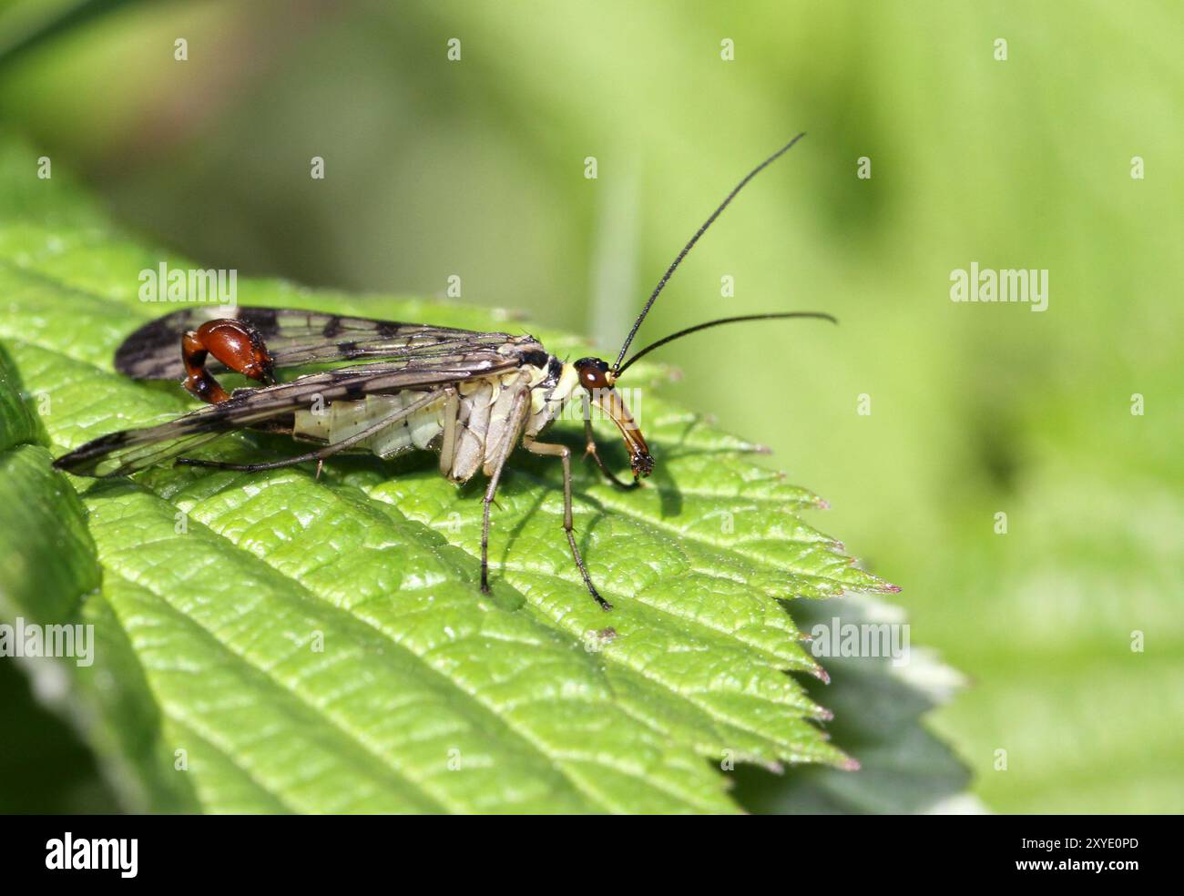 Flying scorpions hi-res stock photography and images - Alamy