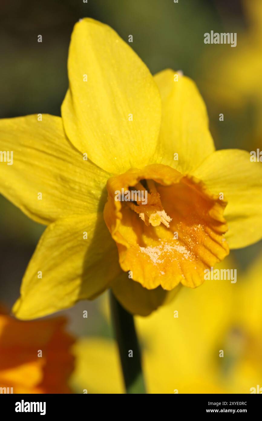 Daffodil, daffodil, jetfire Stock Photo - Alamy